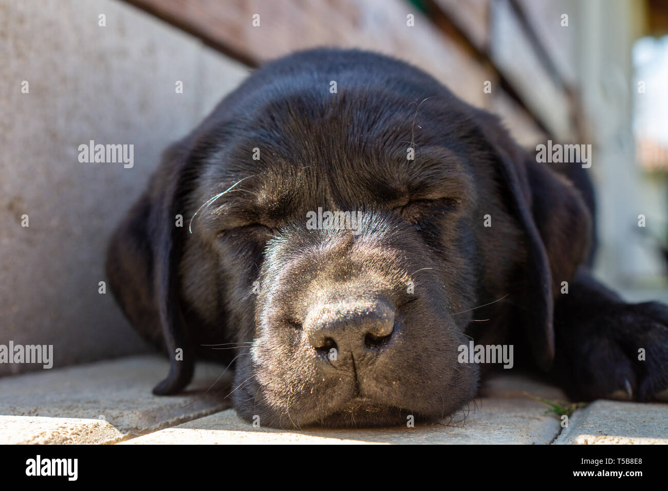 Black close up laid sleeping lazy labrador retriever puppy face close ...