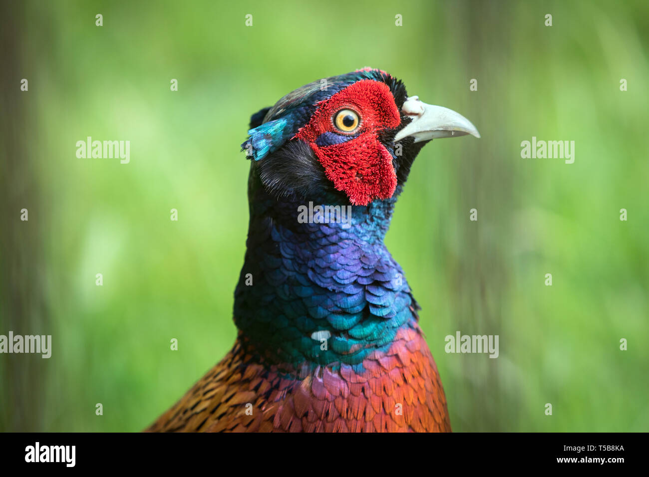 A common pheasant Stock Photo - Alamy