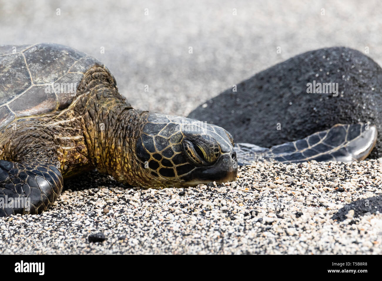 Turtle rock island hi-res stock photography and images - Alamy