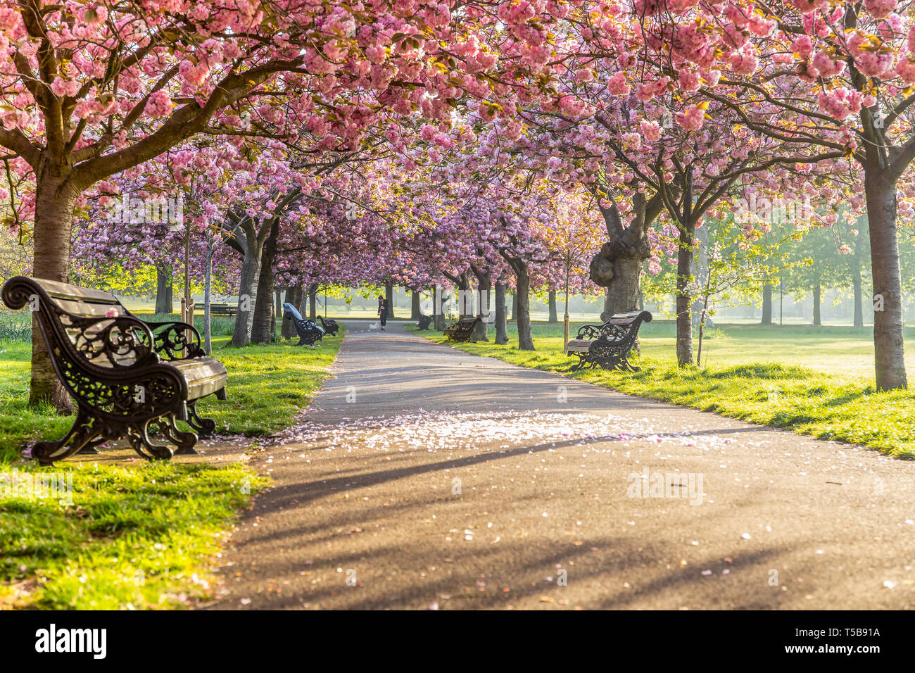 Benches on a path with green grass and cherry blossom or sakura flower ...