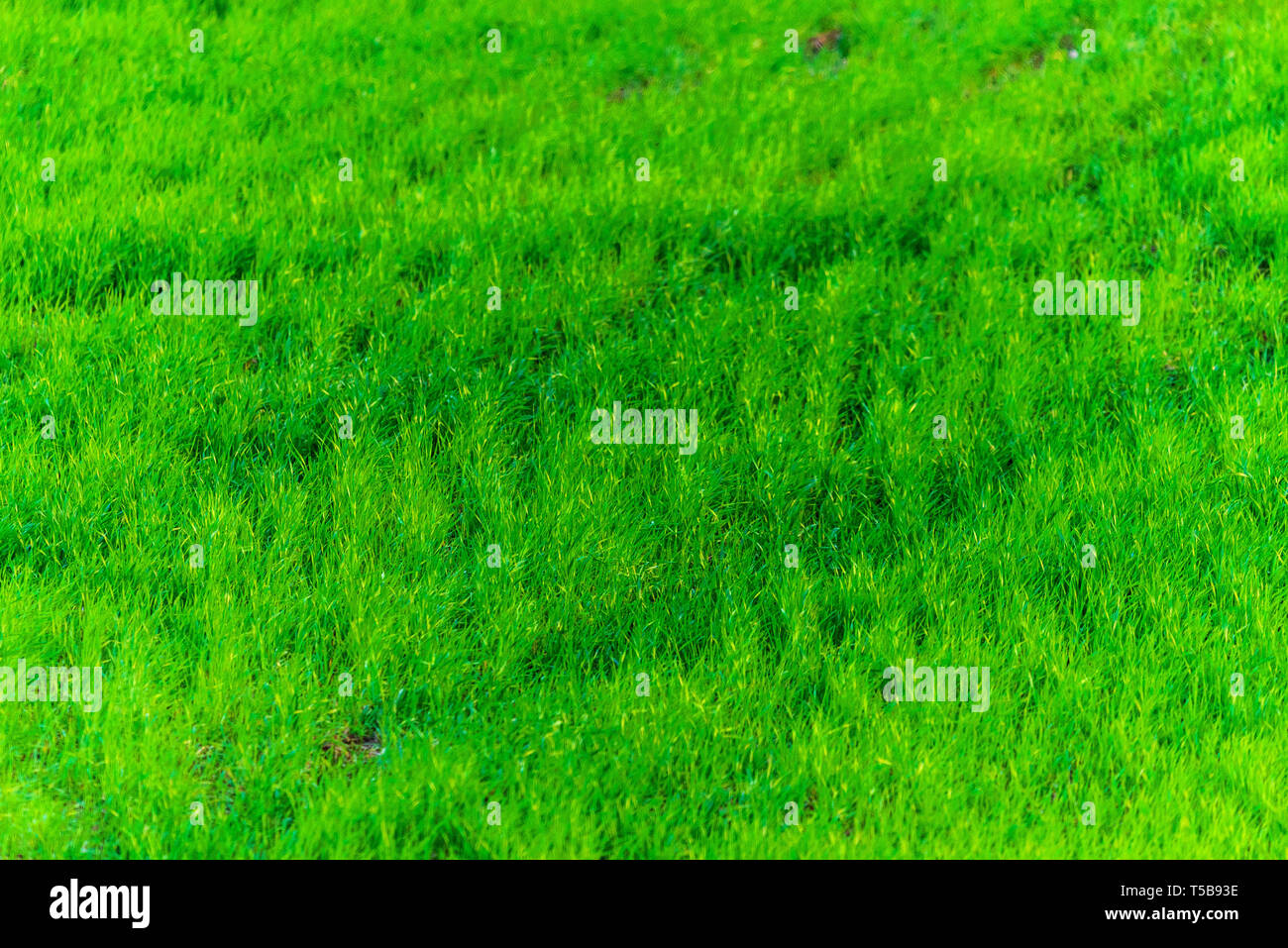 Green grass texture from a field. Natural background Stock Photo - Alamy