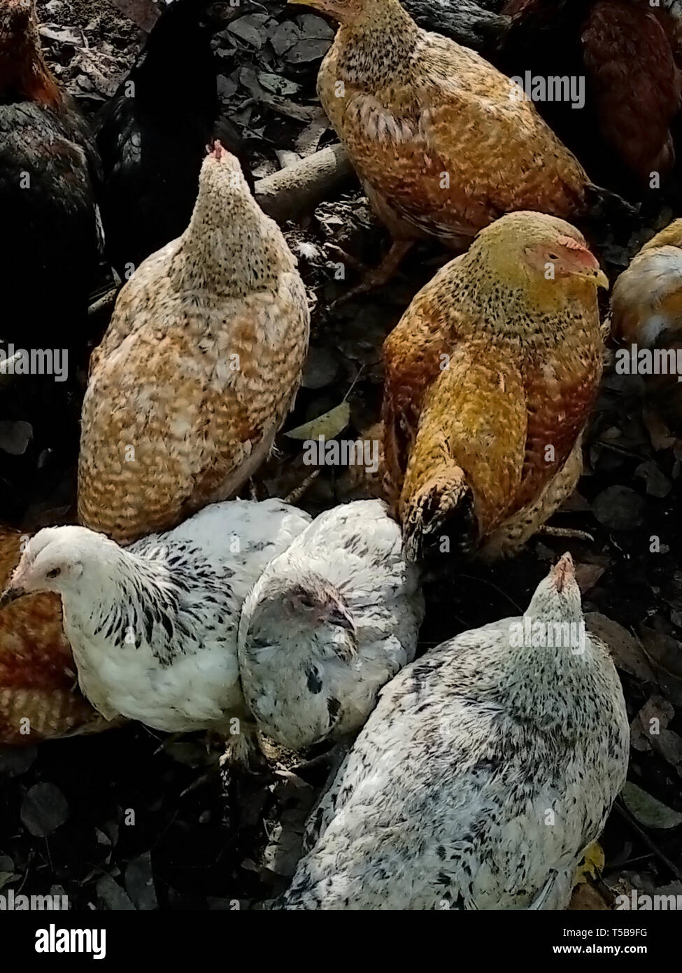 Free range chicken on a traditional poultry farm Stock Photo - Alamy