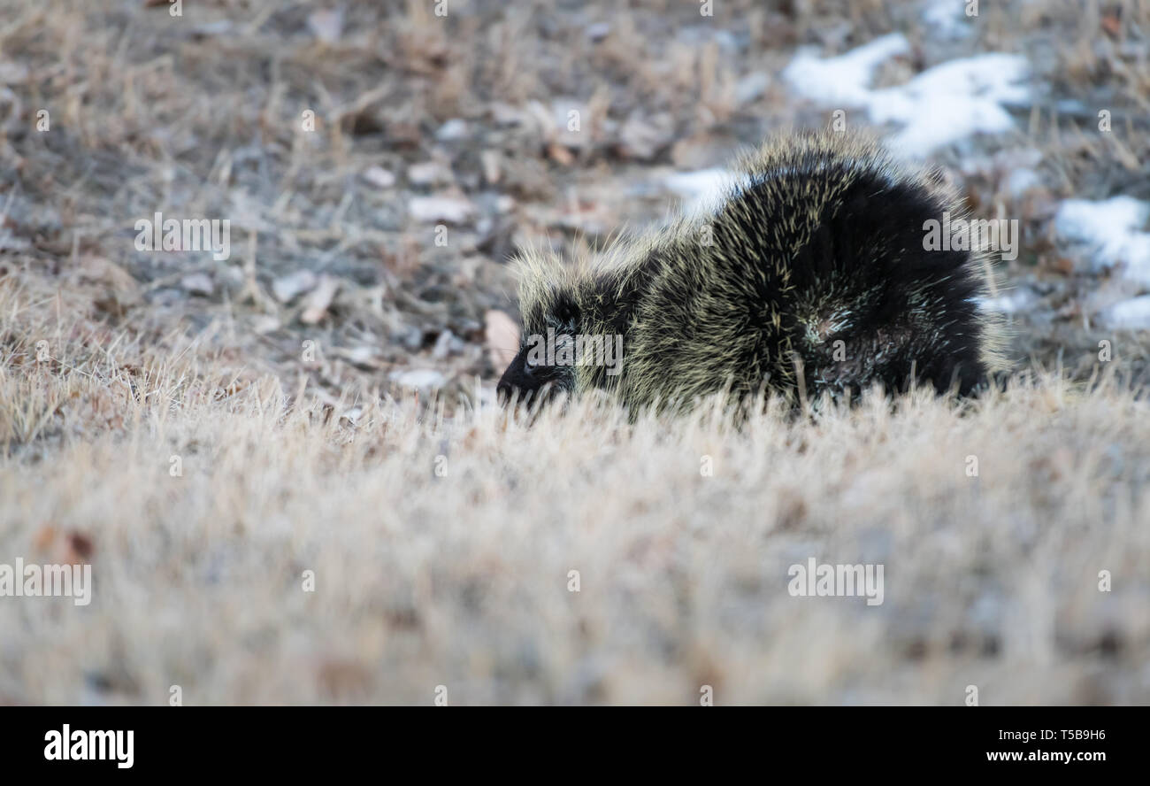 Porcupine in the winter Stock Photo - Alamy