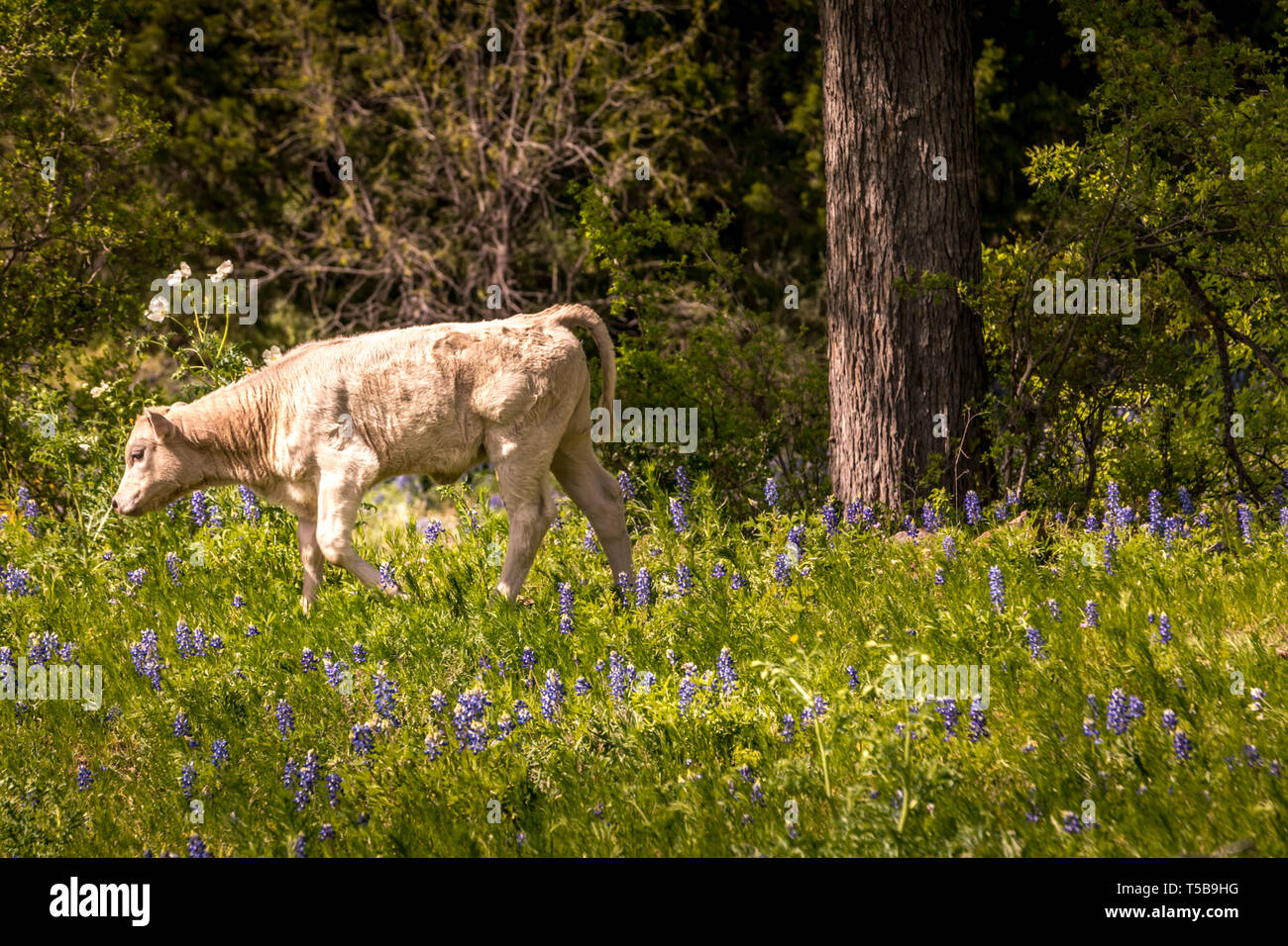 Spring usa bonnets hi-res stock photography and images - Alamy