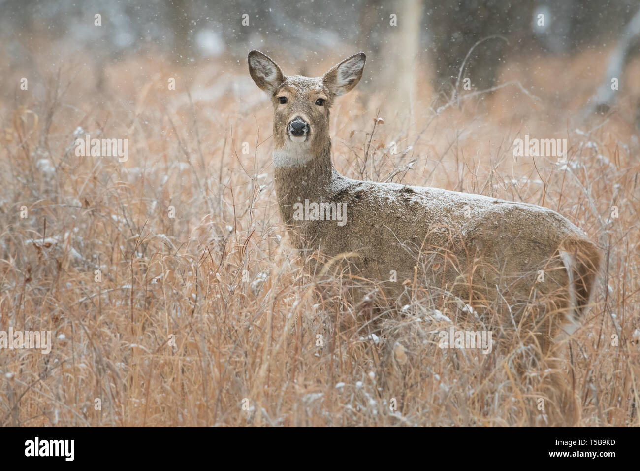 Deer in the winter Stock Photo - Alamy