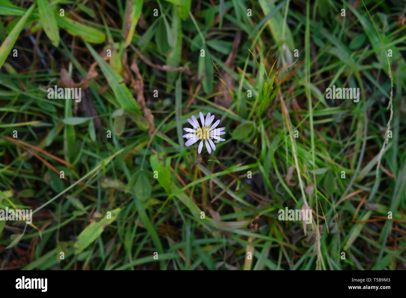 Daisy flower patterns hi-res stock photography and images - Alamy