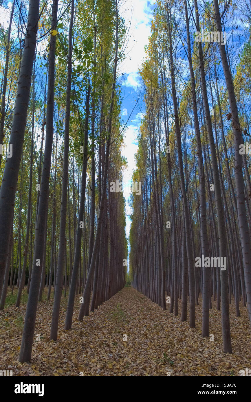 Poplar point hi-res stock photography and images - Alamy