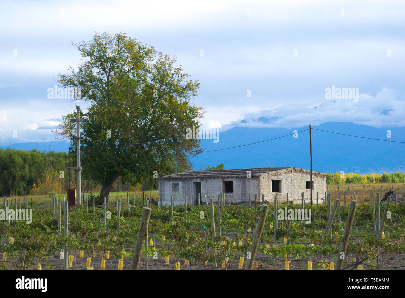 Simple rural house next to a vineyard in the province of Mendoza ...
