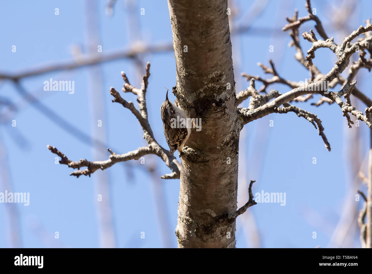 Eurasian treecreeper isolated hi-res stock photography and images - Alamy