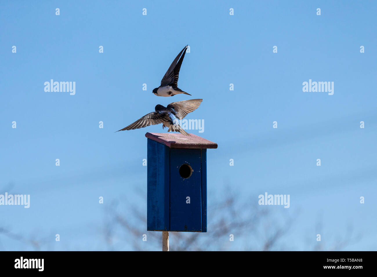 Tree swallow (Tachycineta bicolor) is a american migratory bird Stock ...
