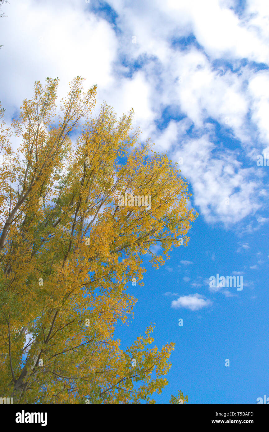 Yellow poplar tree hi-res stock photography and images - Alamy