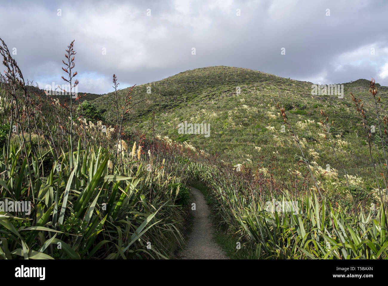Auckland, New Zealand. Mercer Bay Loop Walk Stock Photo - Alamy