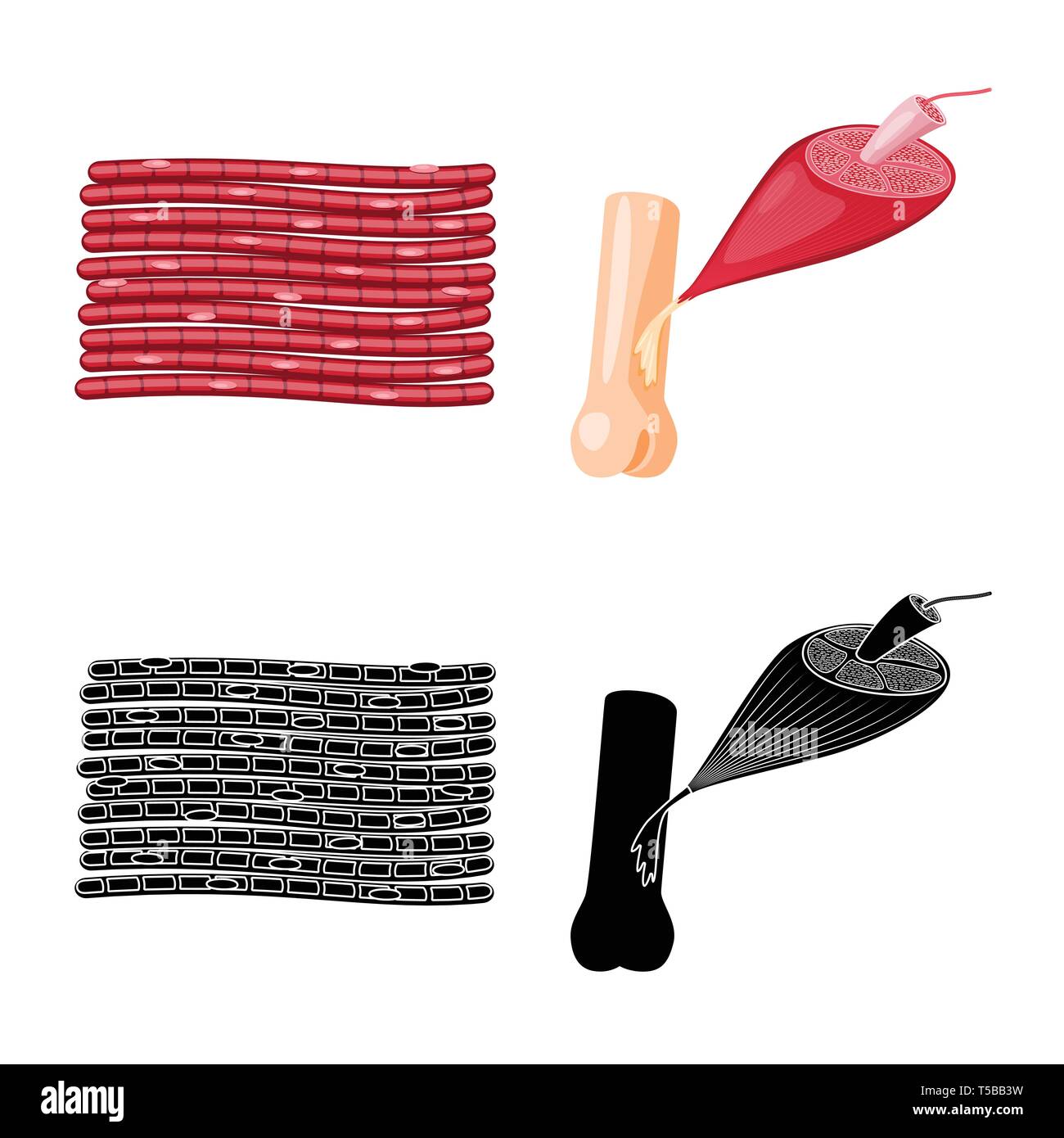 Vector illustration of fiber and muscular symbol. Set of fiber and body ...