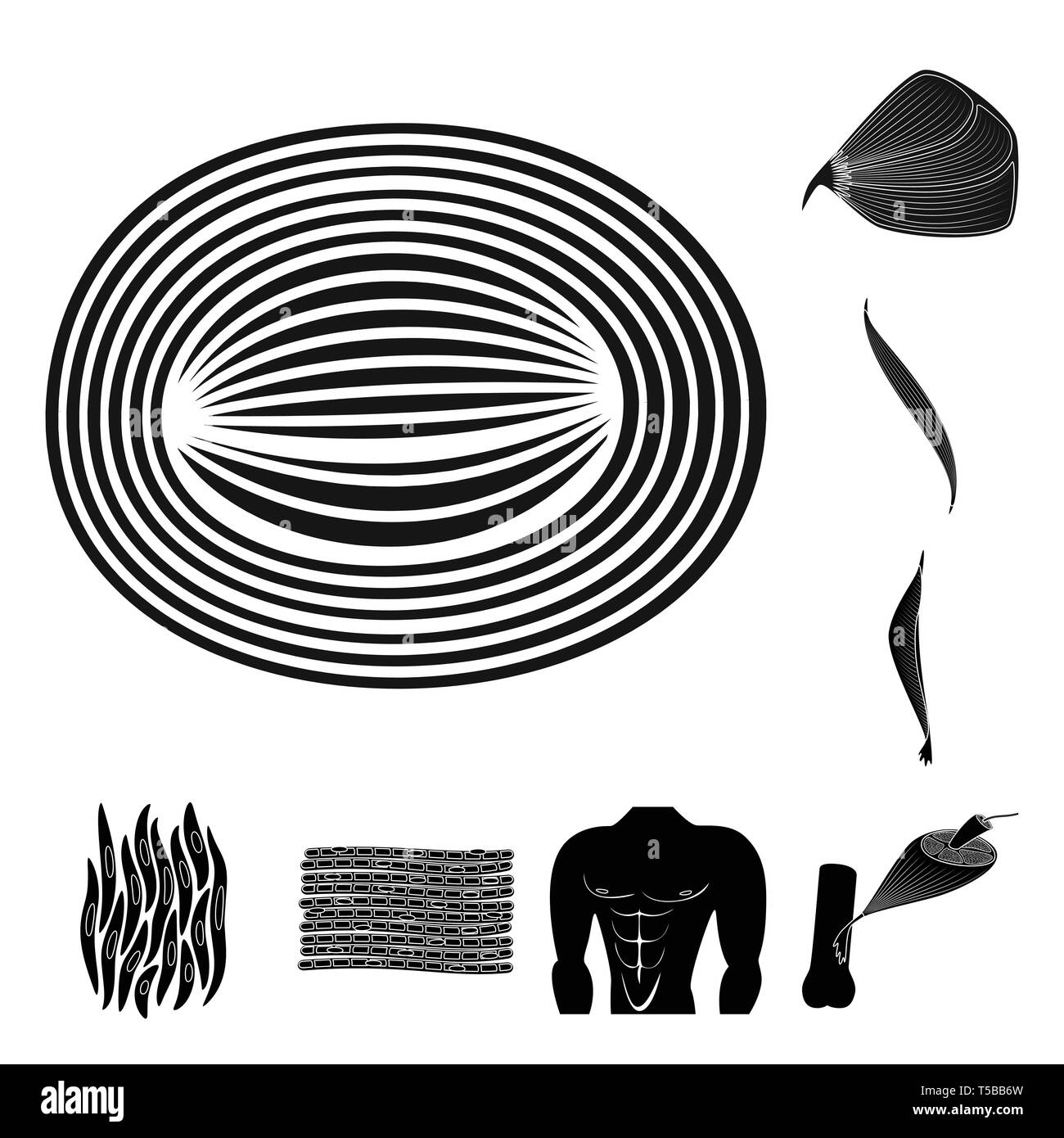 Vector illustration of human and body icon. Collection of human and ...