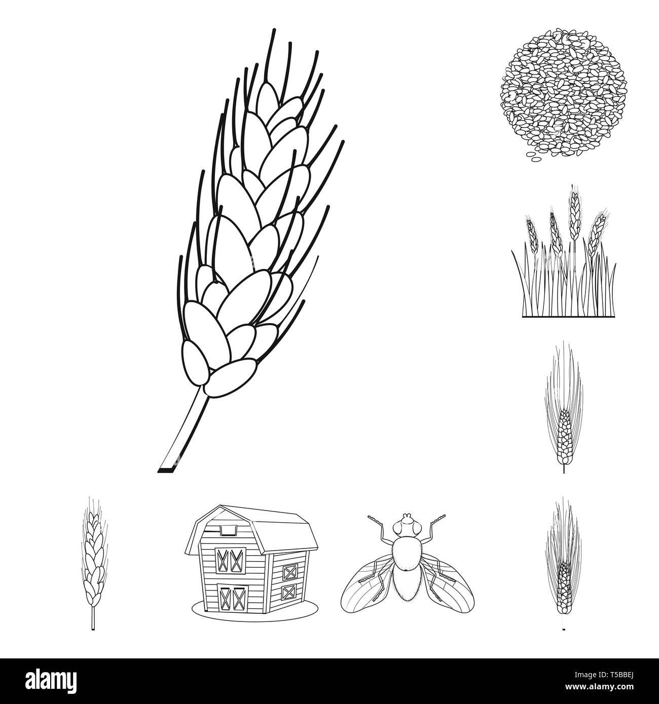 spring,barley,granary,fly,spike,seeds,building,insect,seed,cereal ...