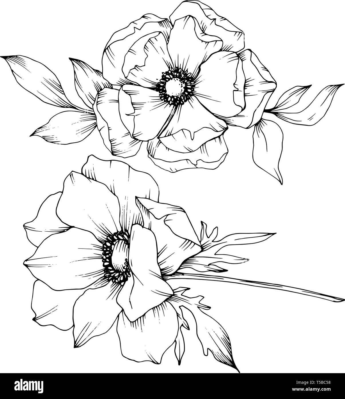 Vector Anemone floral botanical flowers. Black and white engraved ink ...