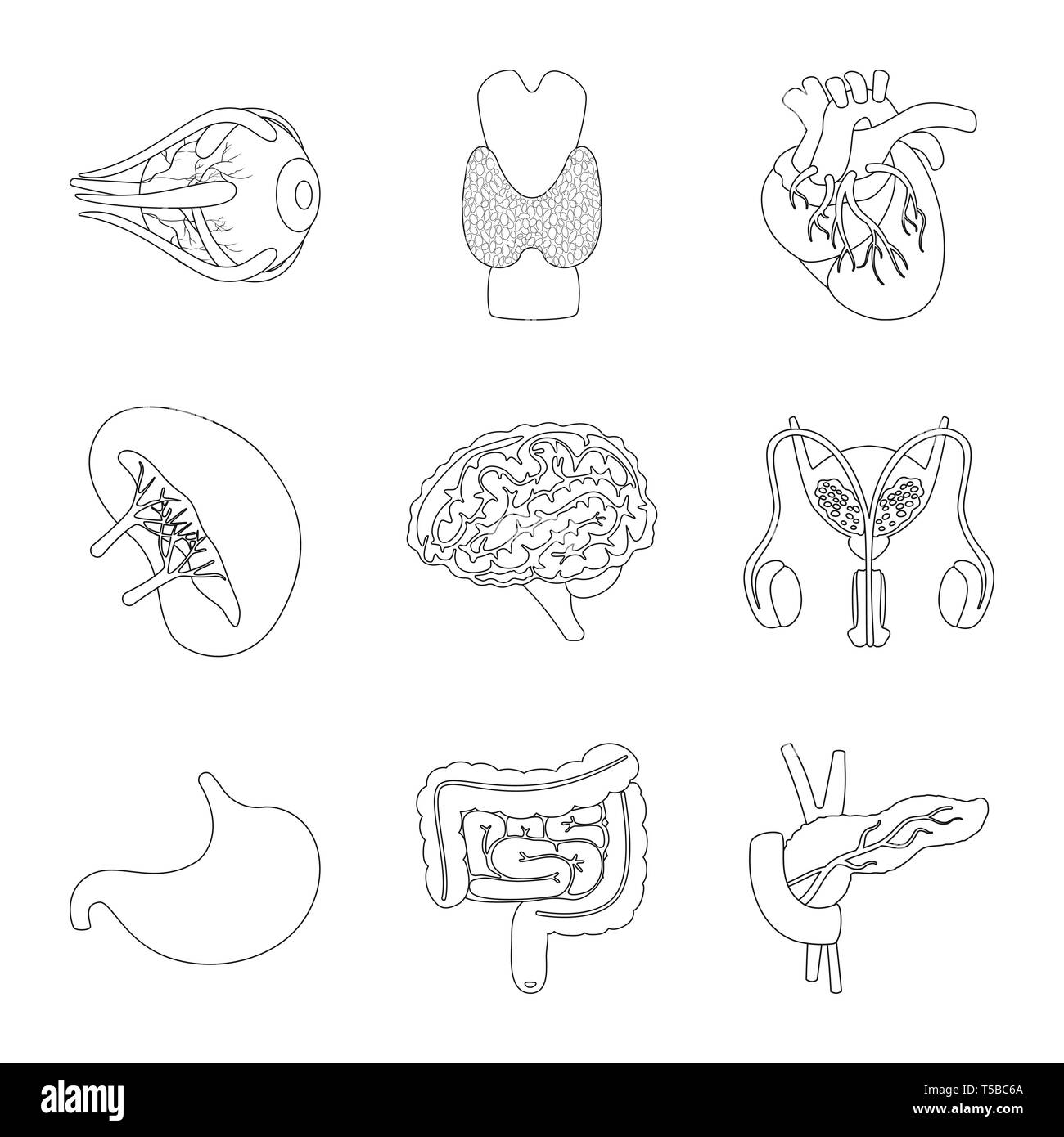 eyeball,dorsal,heart,kidney,brain,urinary,stomach,intestine,pancreas ...