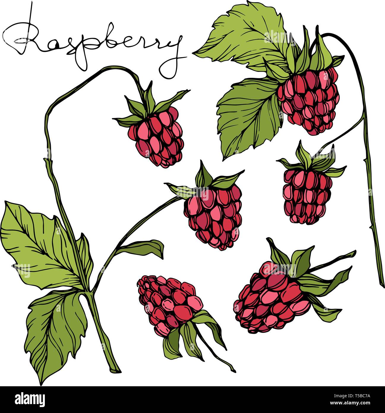 Vector Raspberry healthy food isolated. Red and green engraved ink art ...