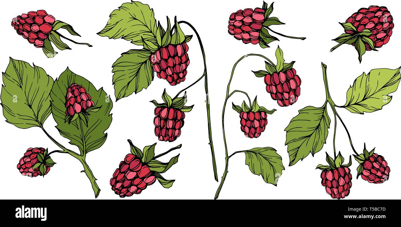 Vector Raspberry healthy food isolated. Red and green engraved ink art ...