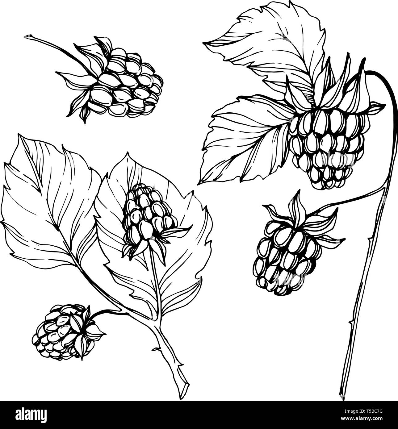 Vector Raspberry healthy food isolated. Black and white engraved ink ...