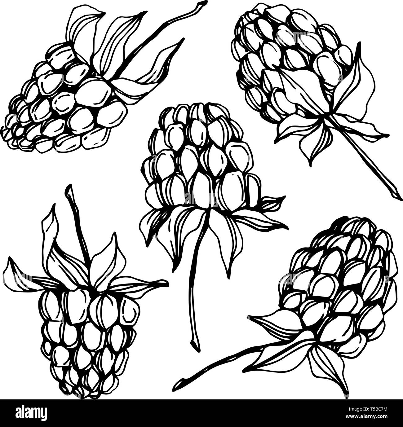 Vector Raspberry healthy food isolated. Black and white engraved ink ...
