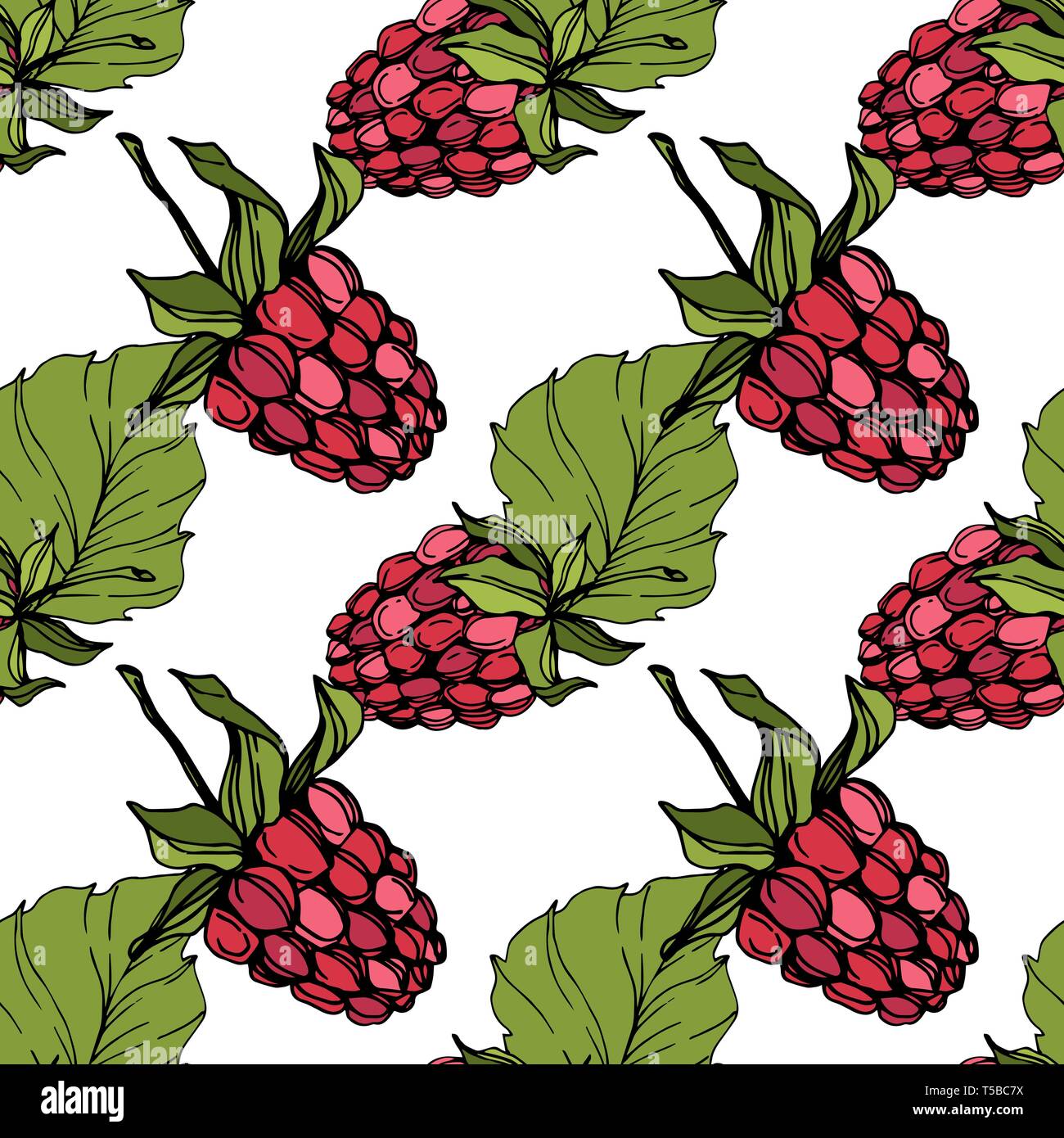 Vector Raspberry healthy food isolated. Red and green engraved ink art ...