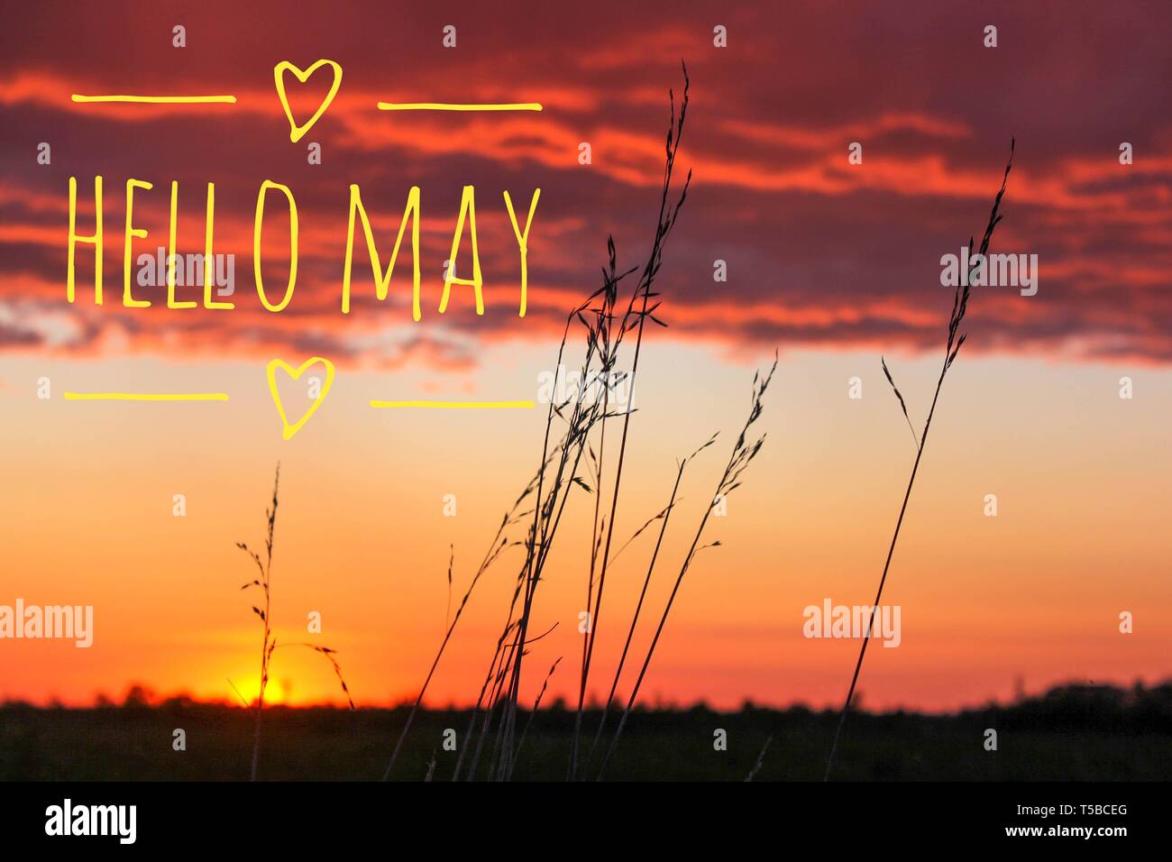 Banner Hello May. Greeting the new month. Picture with flowers. Text on ...