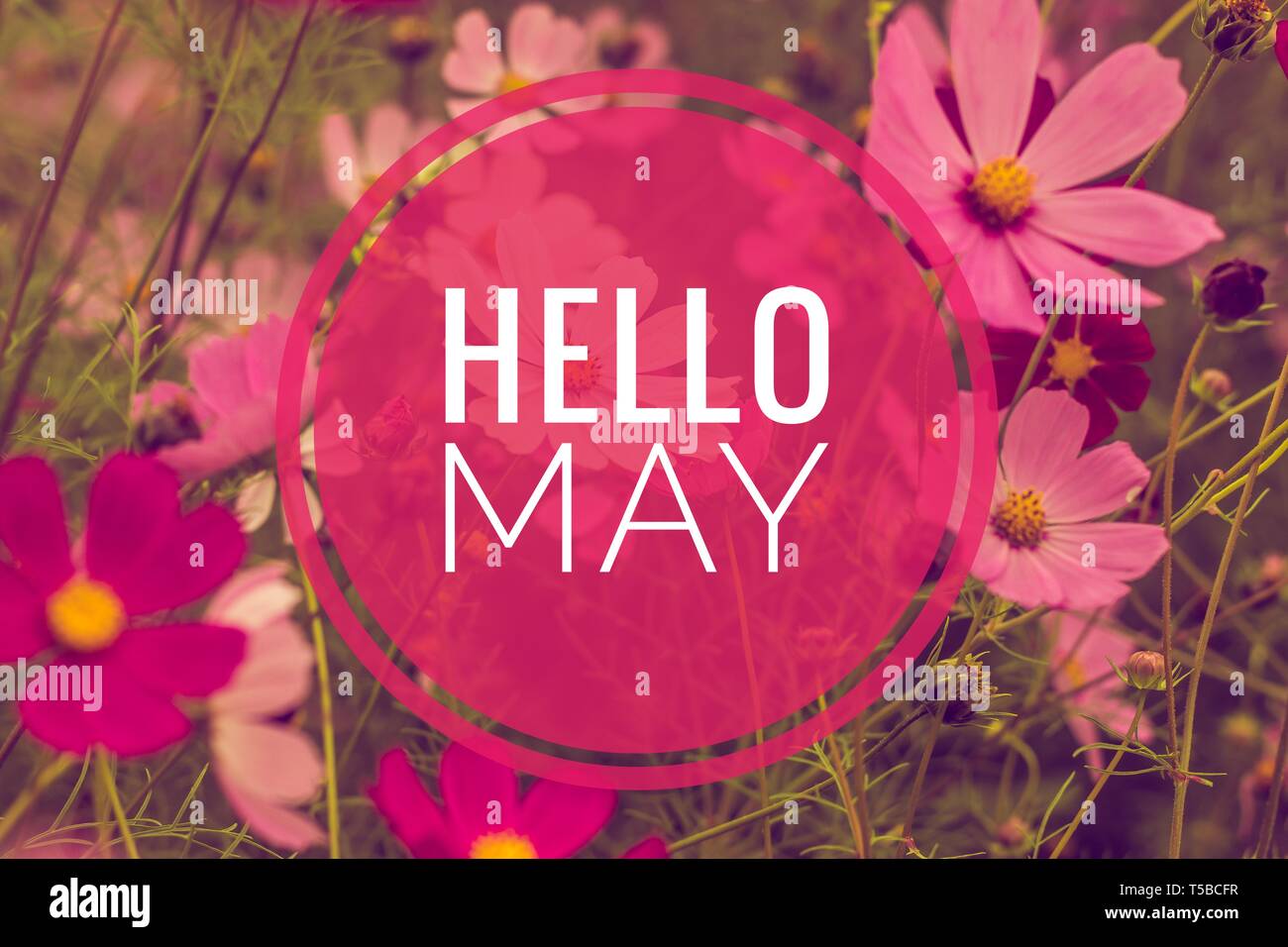 Hello May Wallpaper