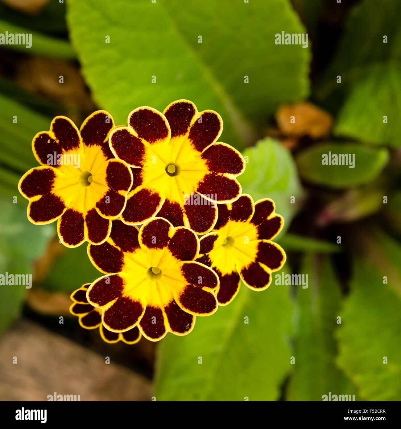 Dark red and yellow flowers of the Primula "Gold Lace" plant Stock ...
