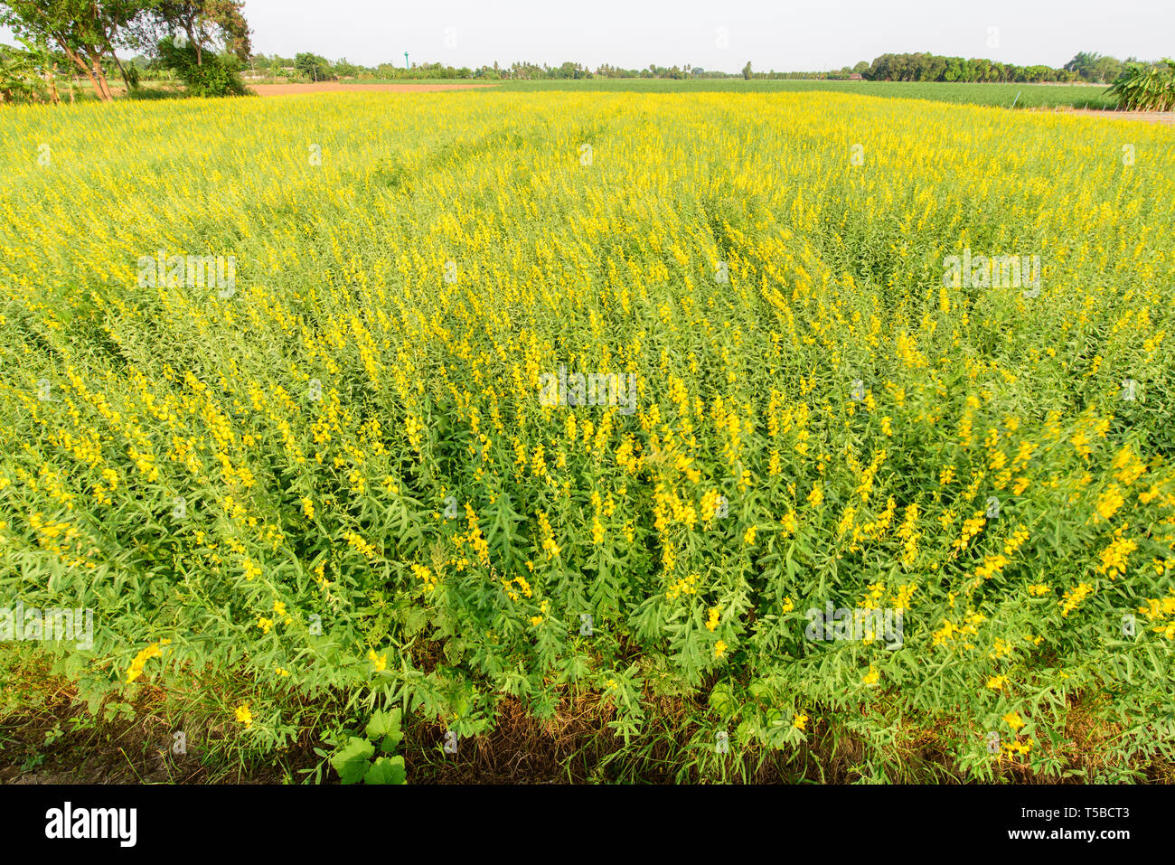 High sunhemp field in sunset time / Crotalaria juncea Stock Photo - Alamy