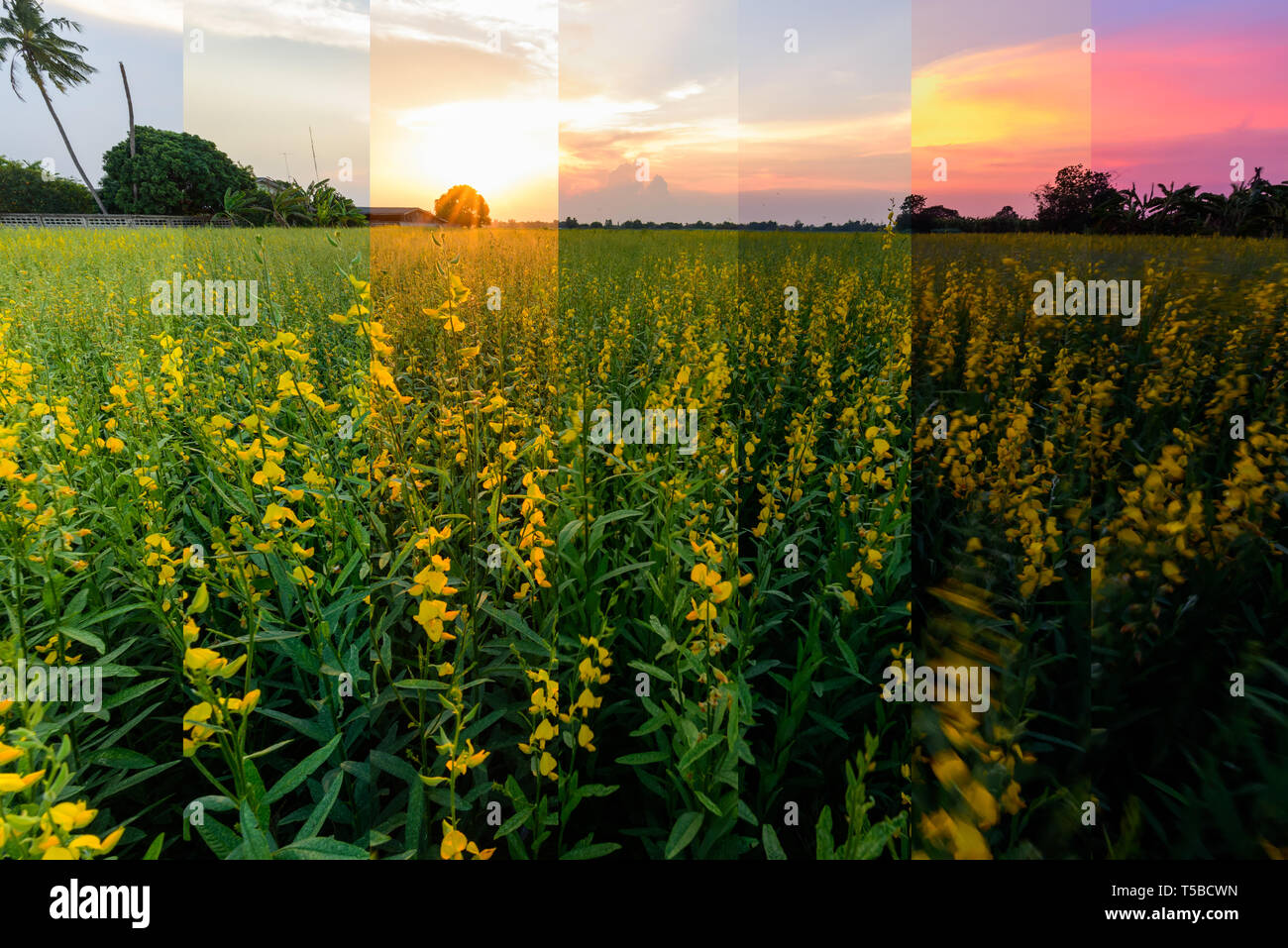 different shade color of sunhemp field / Crotalaria juncea Stock Photo ...