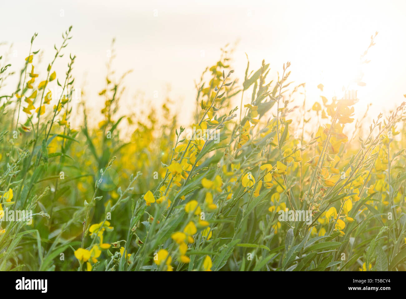 High sunhemp field in sunset time / Crotalaria juncea Stock Photo - Alamy