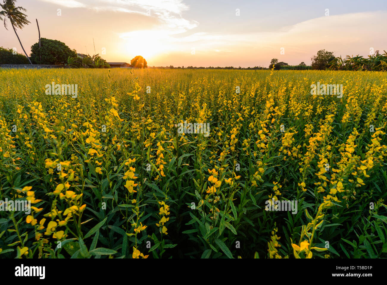 High sunhemp field in sunset time / Crotalaria juncea Stock Photo - Alamy