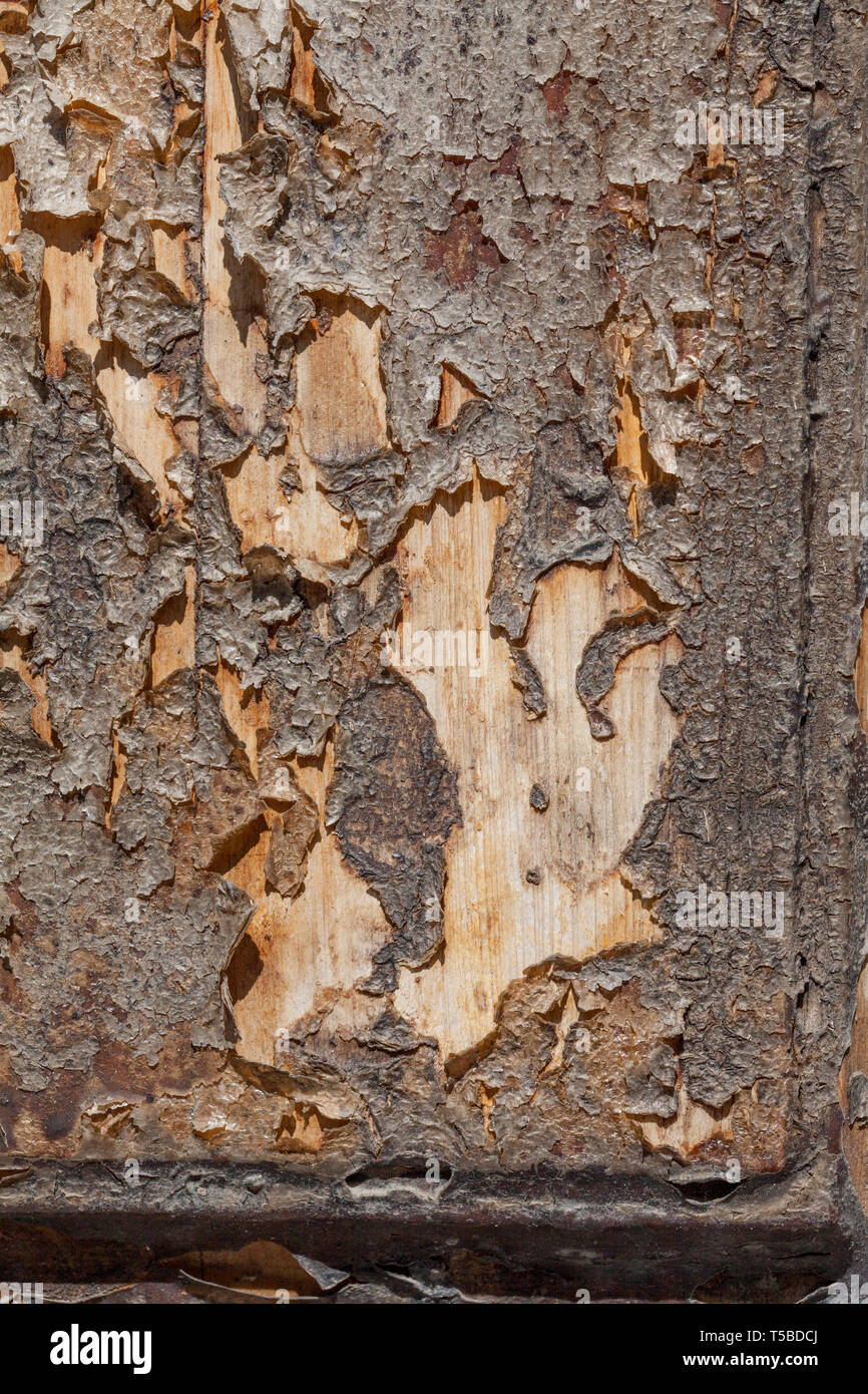 Treated wood texture hi-res stock photography and images - Alamy