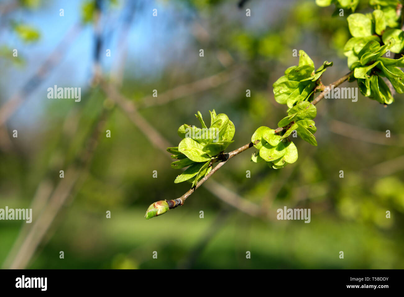 branch of European white elm, close up, spring day Stock Photo - Alamy