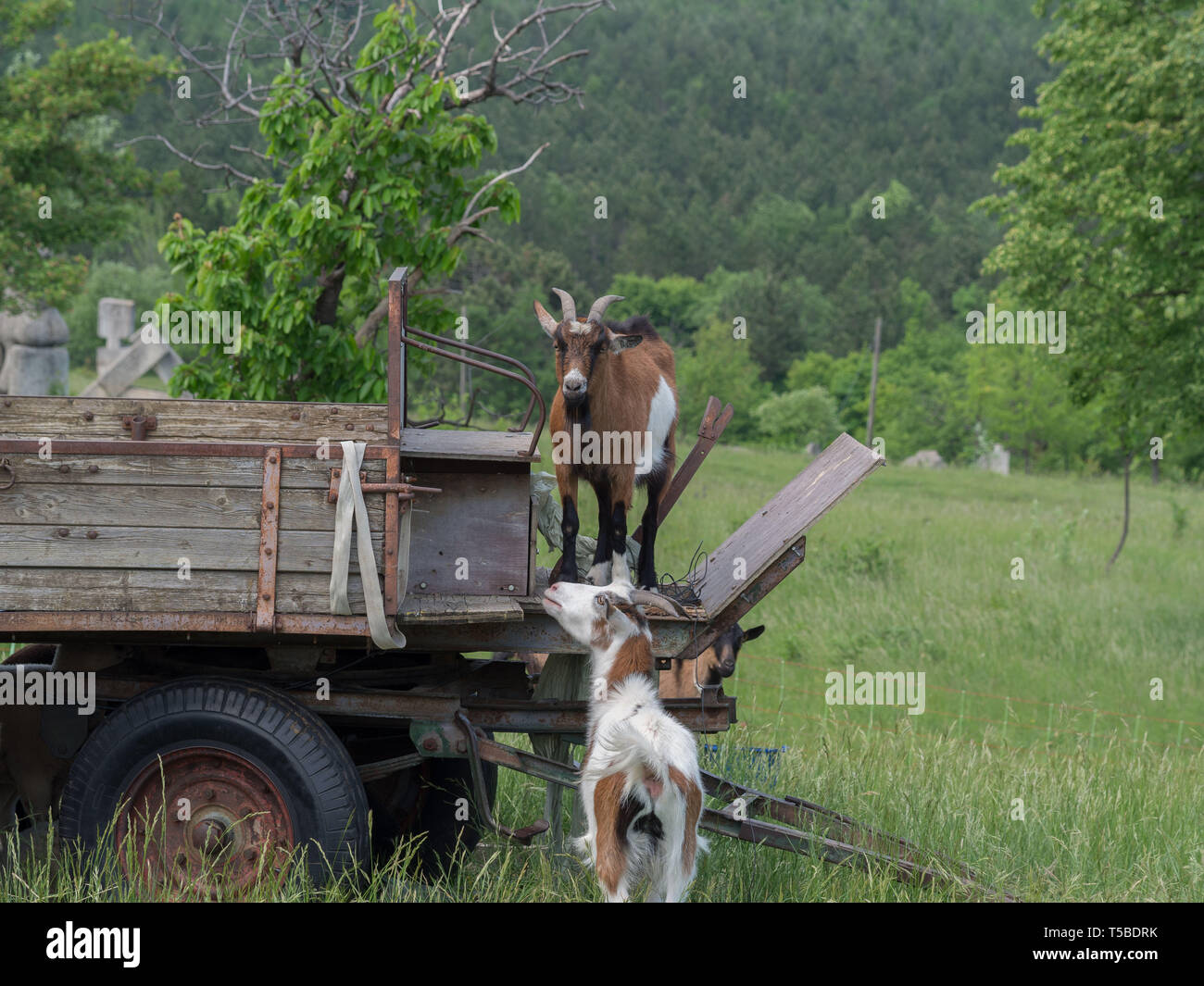 Playing goats on pasture Stock Photo - Alamy