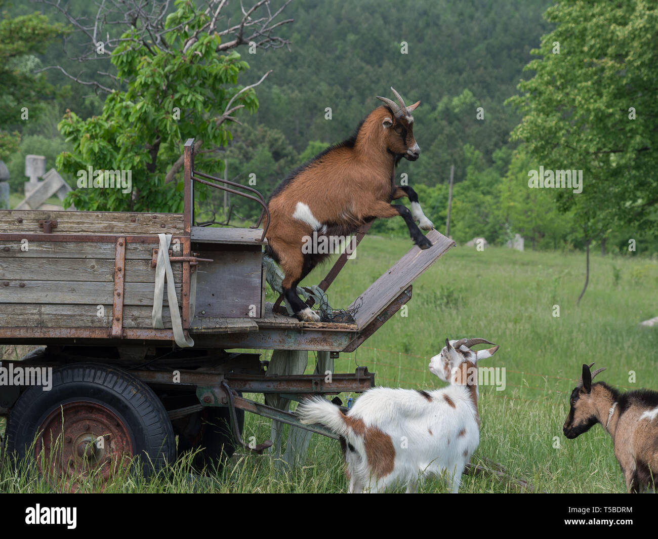 Goat jumping hi-res stock photography and images - Alamy