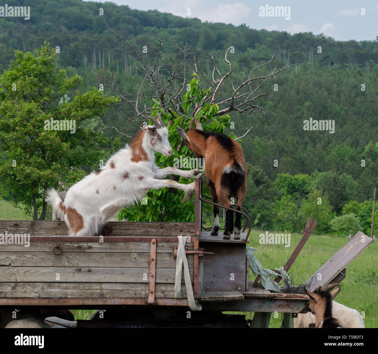 Playing goats on pasture Stock Photo - Alamy