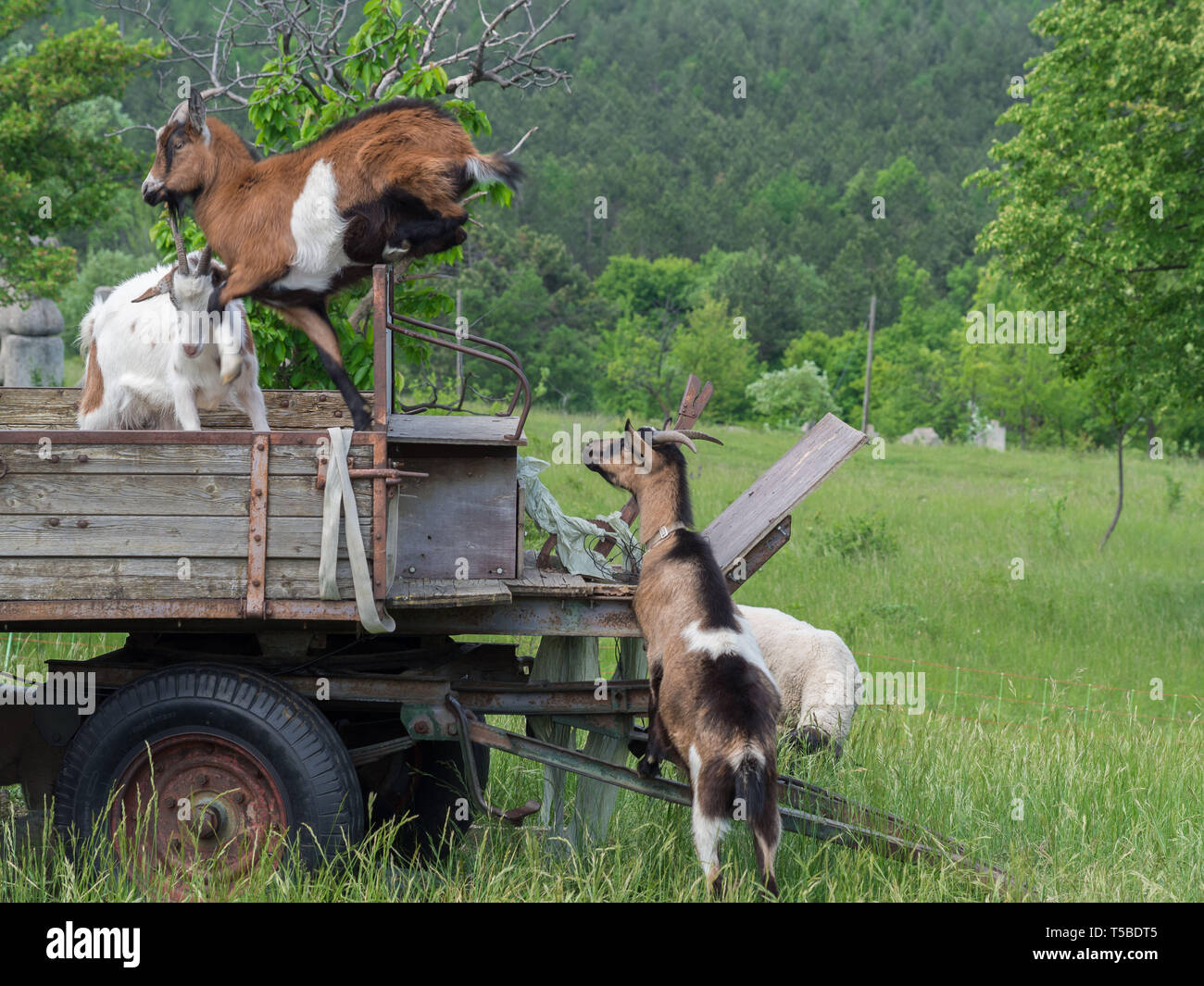 Jumping goat hi-res stock photography and images - Alamy