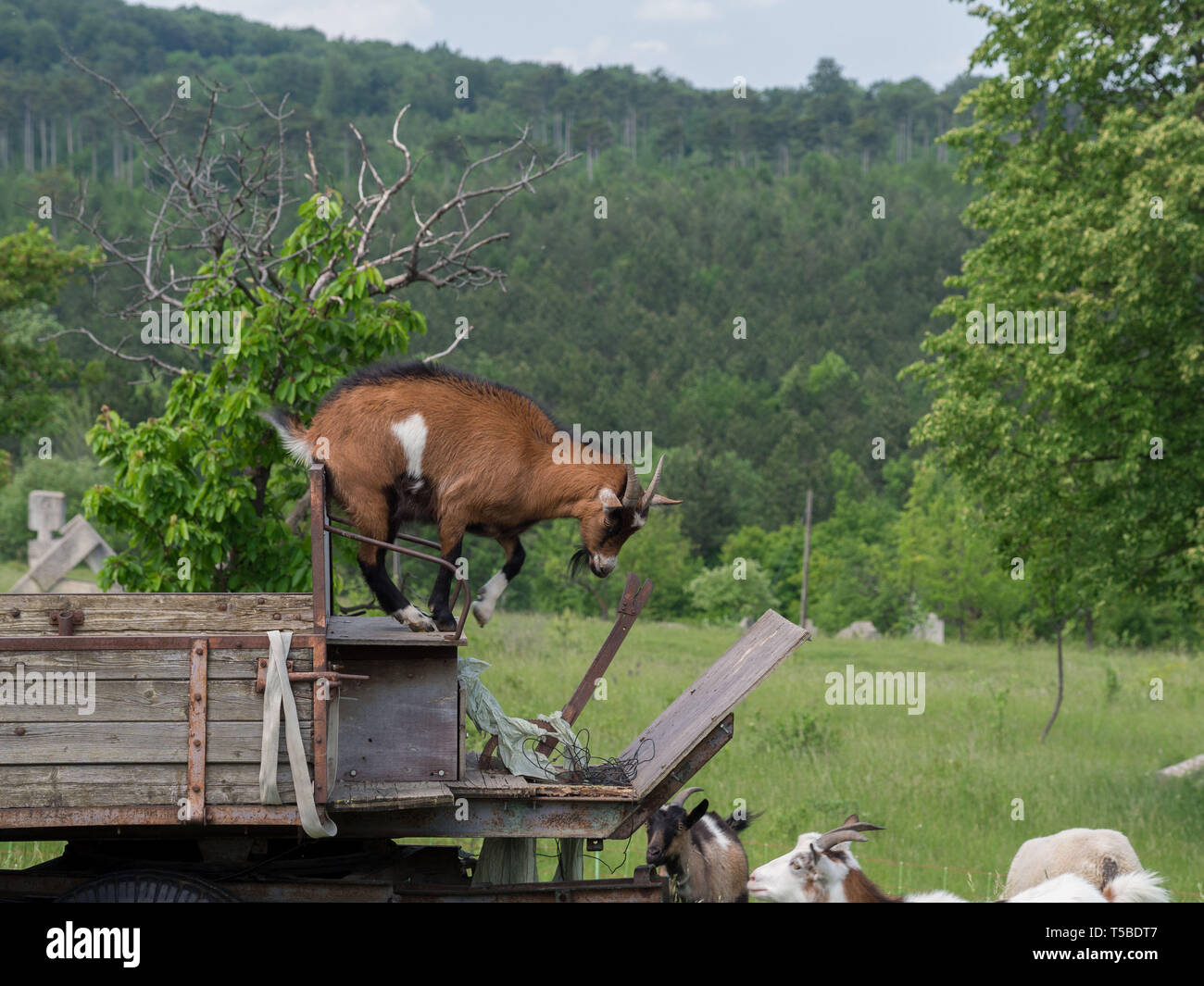 Goat jumping hi-res stock photography and images - Alamy