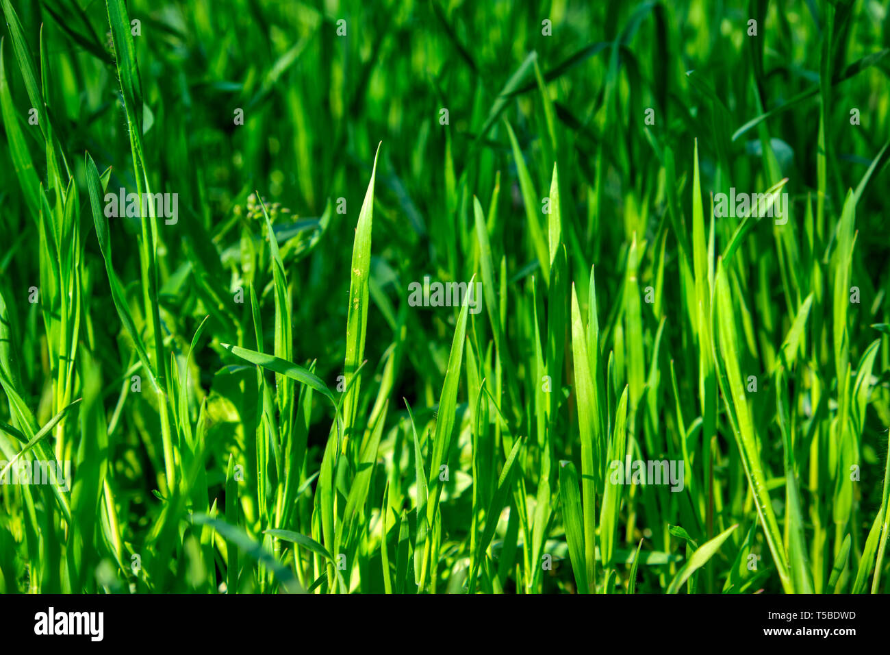 fresh green grass with long leaves in the park in the afternoon, full ...