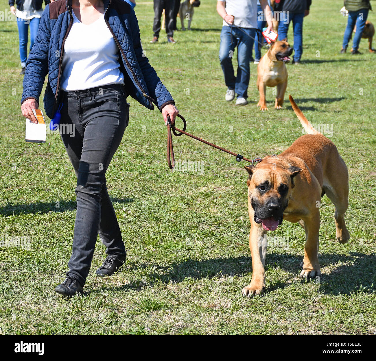 Woman walking a large dog hi-res stock photography and images - Alamy