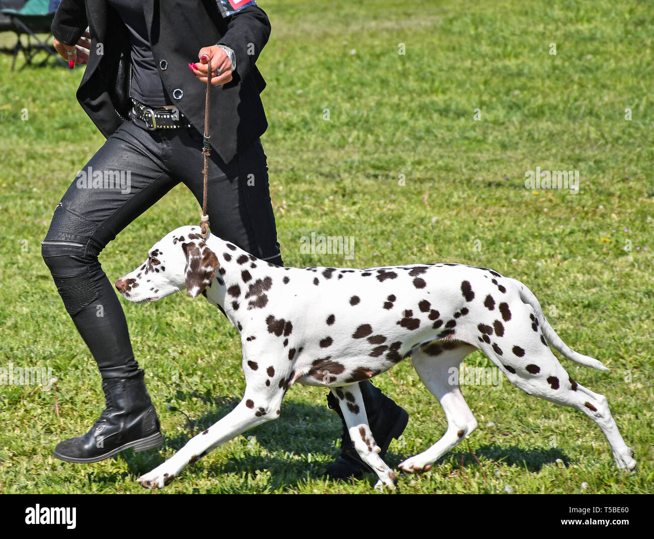 Running with a young dalmatians dog Stock Photo - Alamy