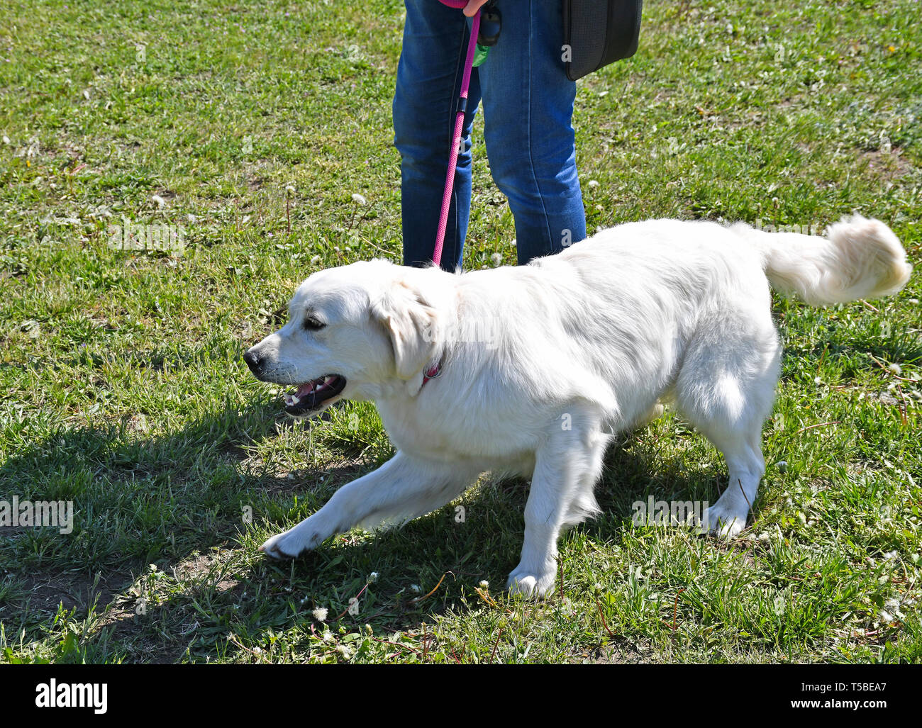 Golden retriever dog leg hi-res stock photography and images - Alamy