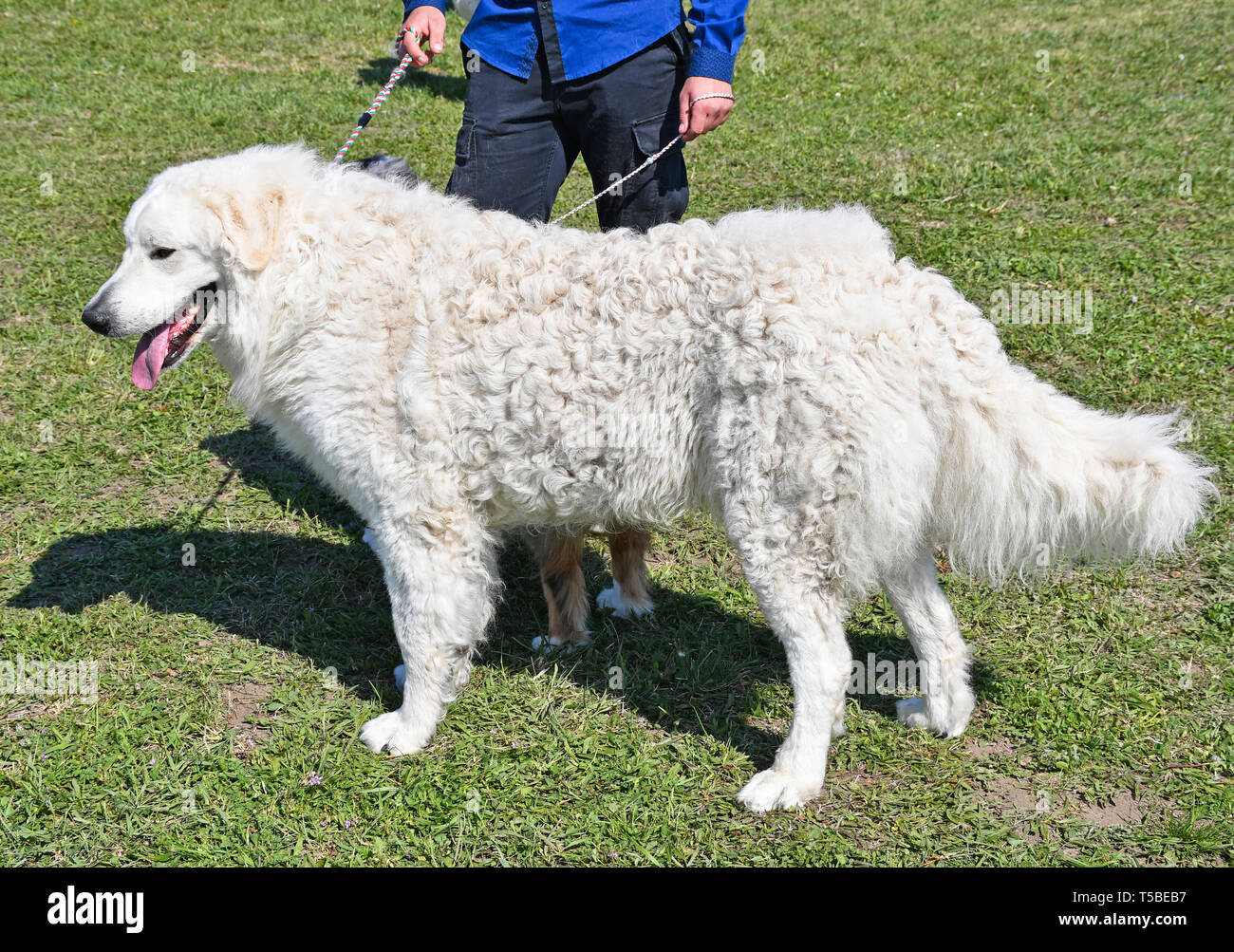 Kuvasz dog hi-res stock photography and images - Alamy
