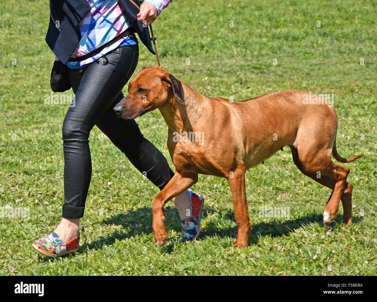 Rhodesian ridgeback dog outdoor Stock Photo - Alamy