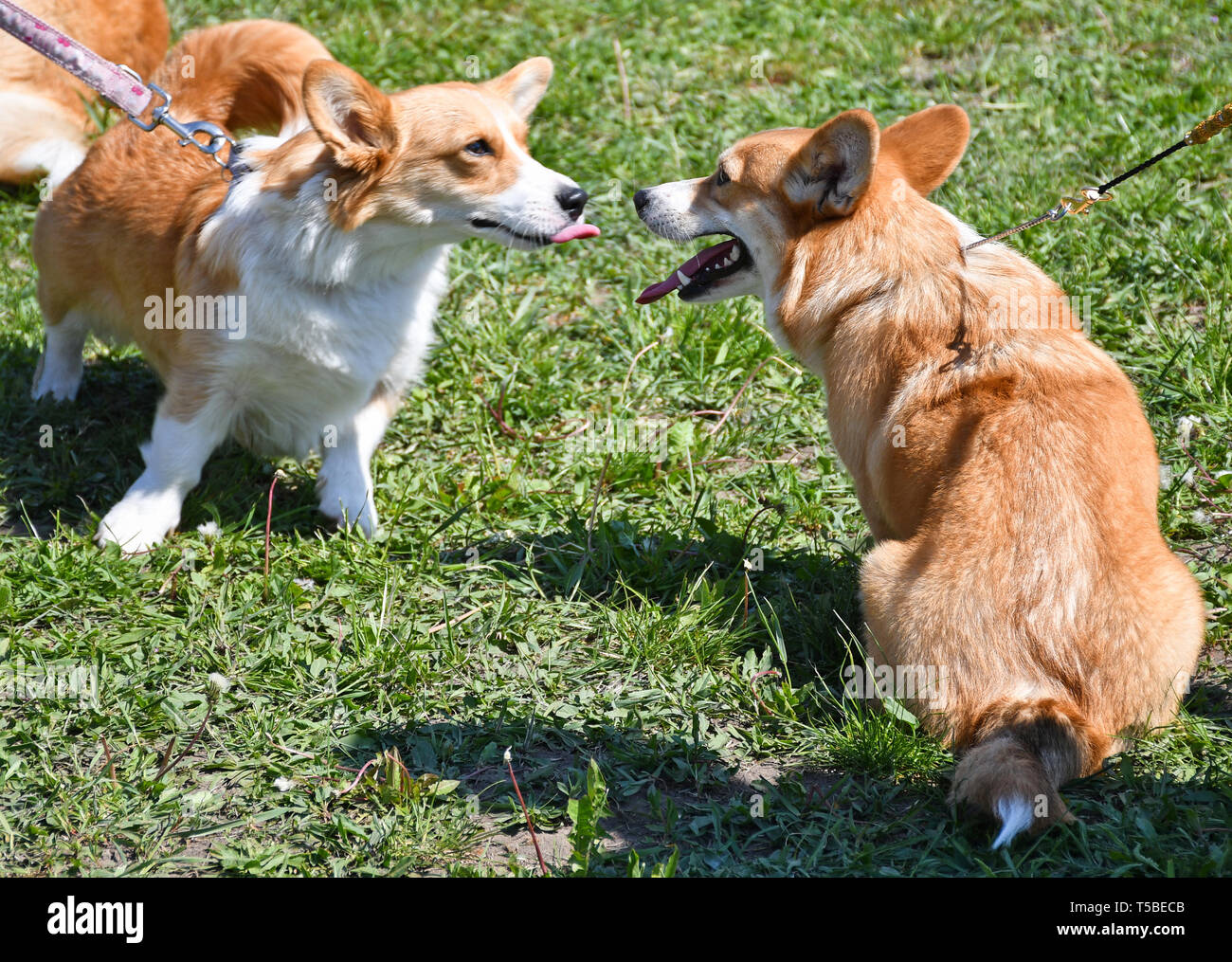Corgi dogs hi-res stock photography and images - Alamy