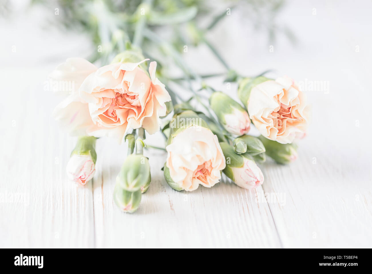 Soft pastel carnation flowers on a light background. Copy space Stock ...