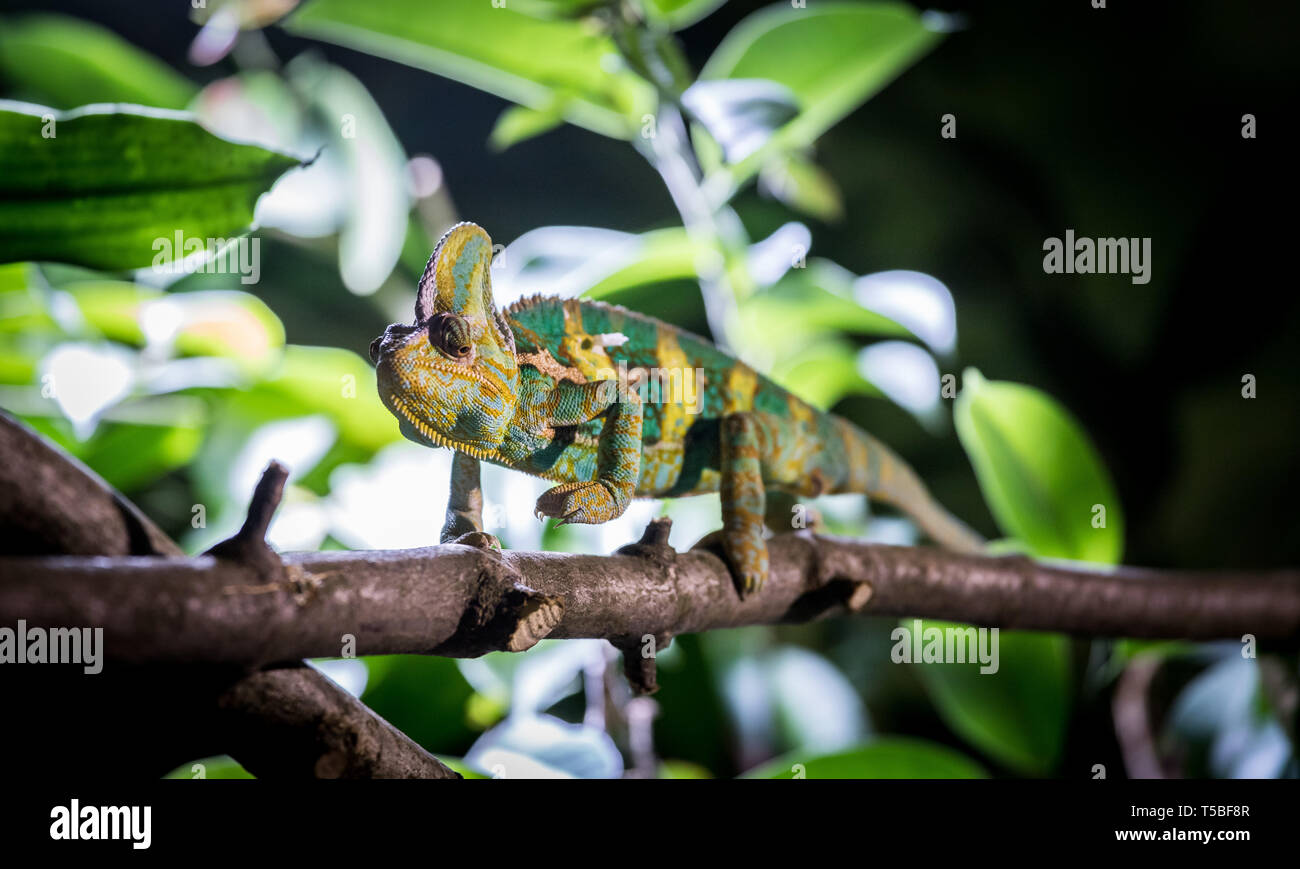 Closeup of a chameleon climbing on a tree branch, zoo Stock Photo - Alamy