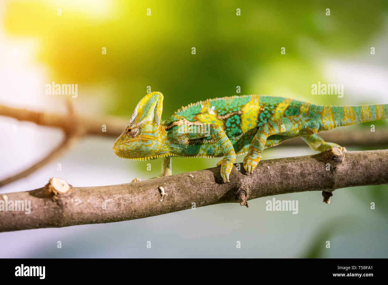 Closeup of a chameleon climbing on a tree branch, zoo. Sunshine Stock ...